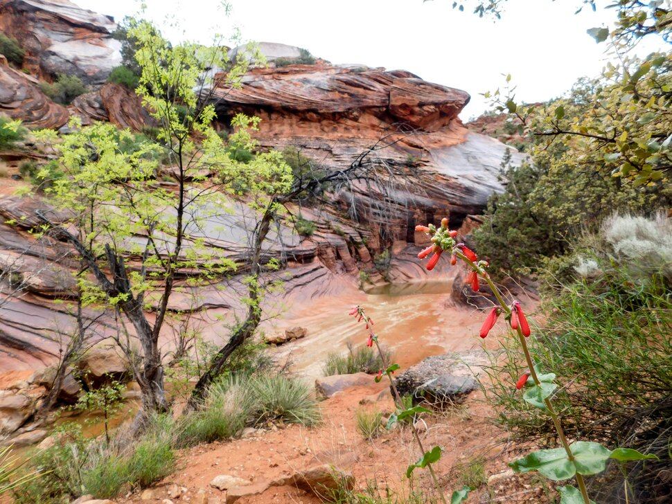 In Utah's Red Cliffs, desert beauty moves at a tortoise’s pace - The ...