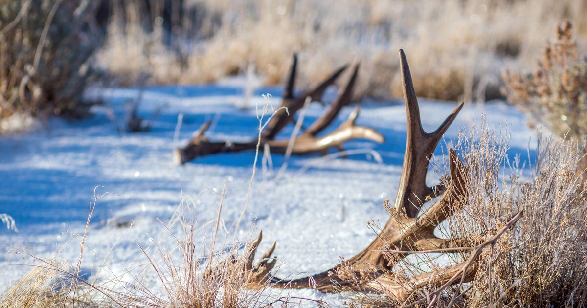 Collecting antlers shed by deer, elk and moose is popular in Utah. Here ...