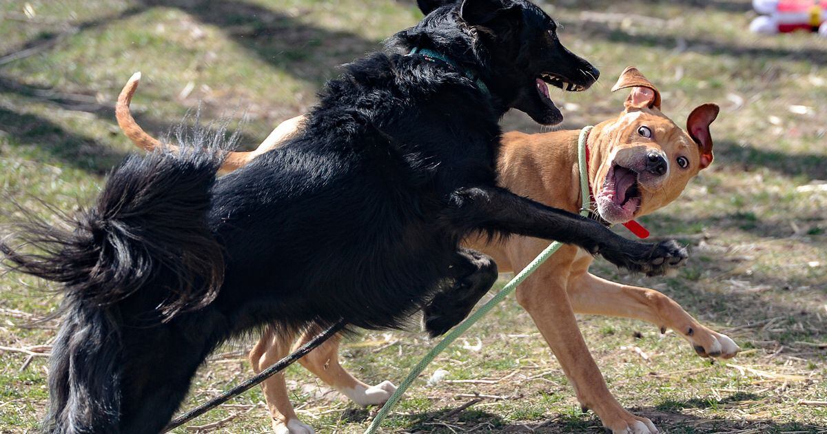 Animal rescue groups get creative to find homes for animals after ...