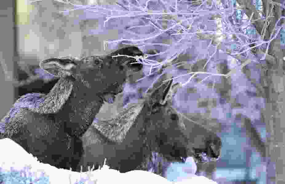 An Alaska man kicked a moose — in return, the moose stomped his foot ...