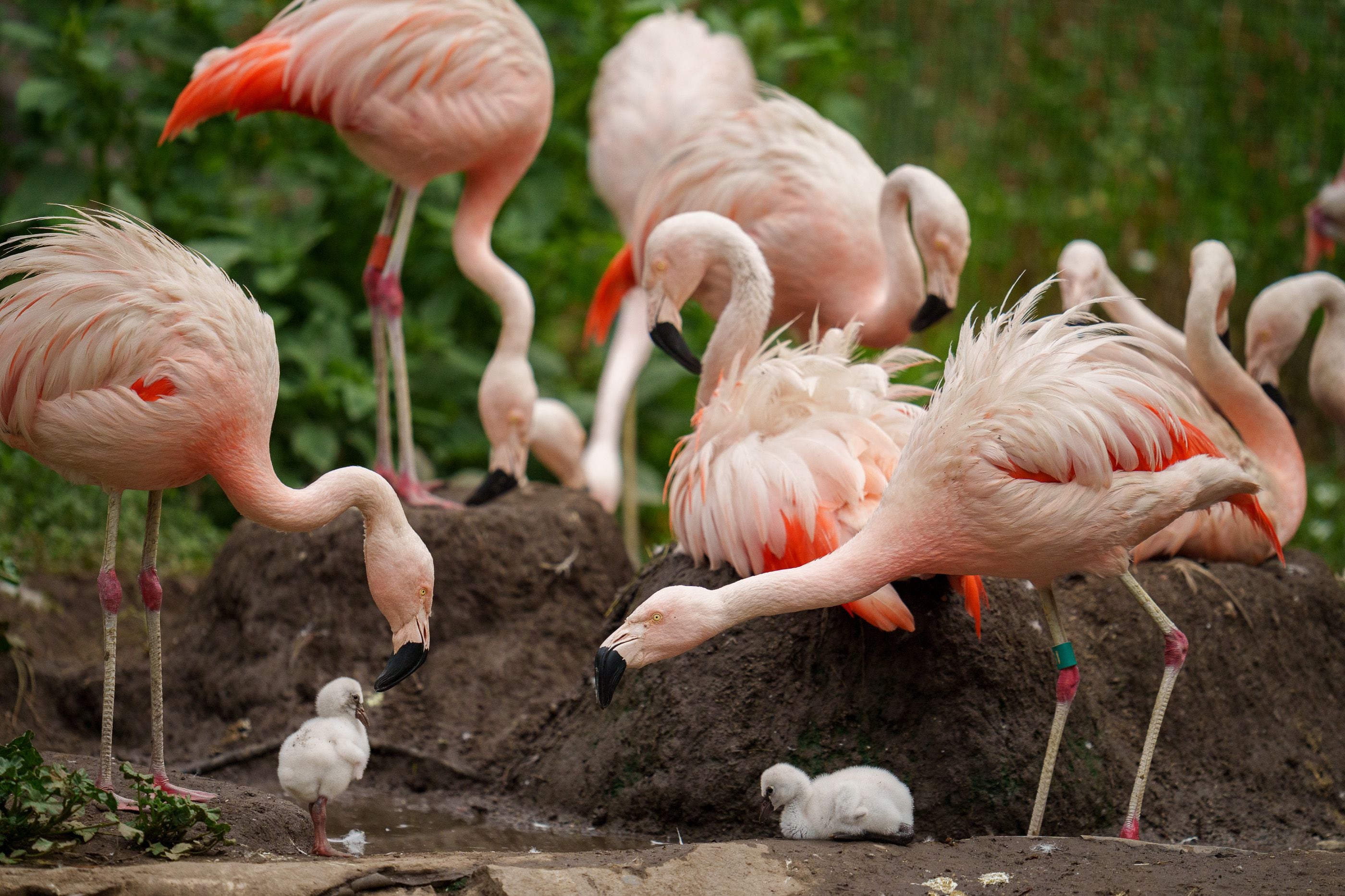 Baby Greater Flamingo