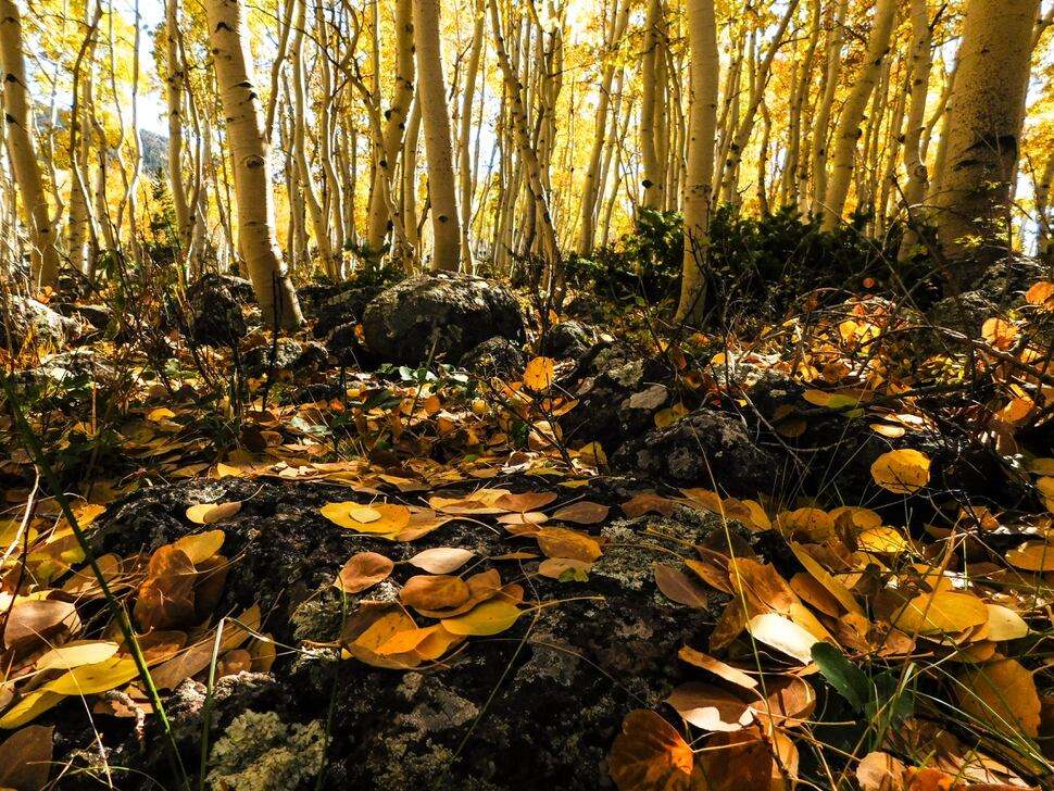 Utah’s Pando aspen grove is the most massive living thing known on ...