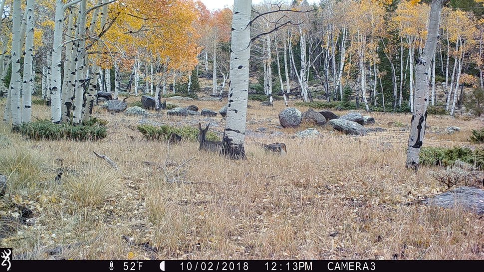 What’s killing the world’s most massive living thing? New study of Utah ...