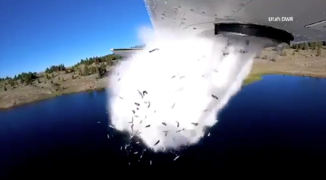 Utah DWR sends tiny trout skydiving into lake - The Salt Lake Tribune