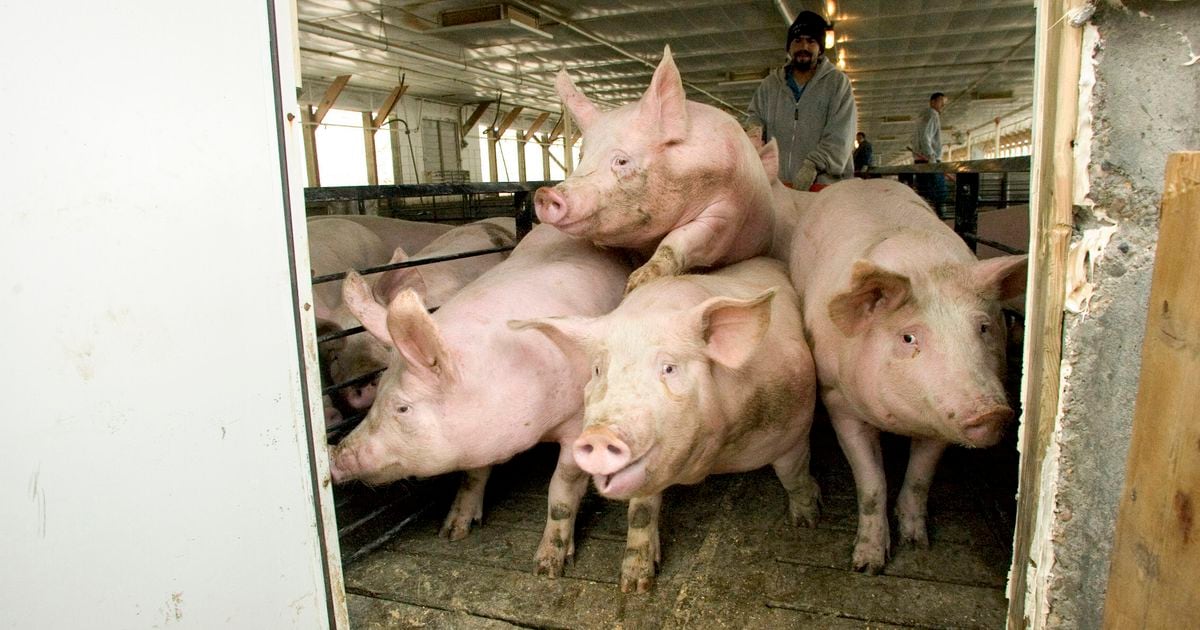 Amid hog farm controversies, petition drive and lawsuit, Utah ...