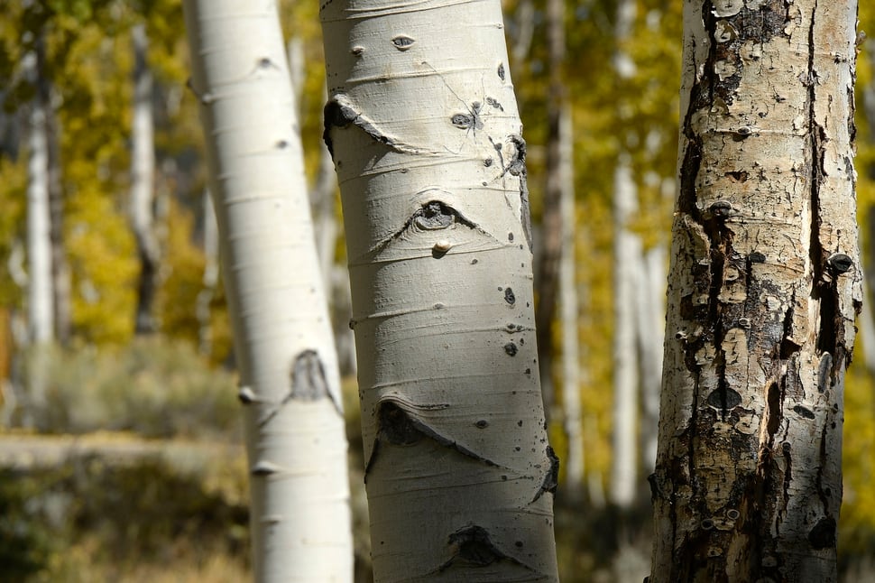 Utah’s Pando aspen grove is the most massive living thing known on ...