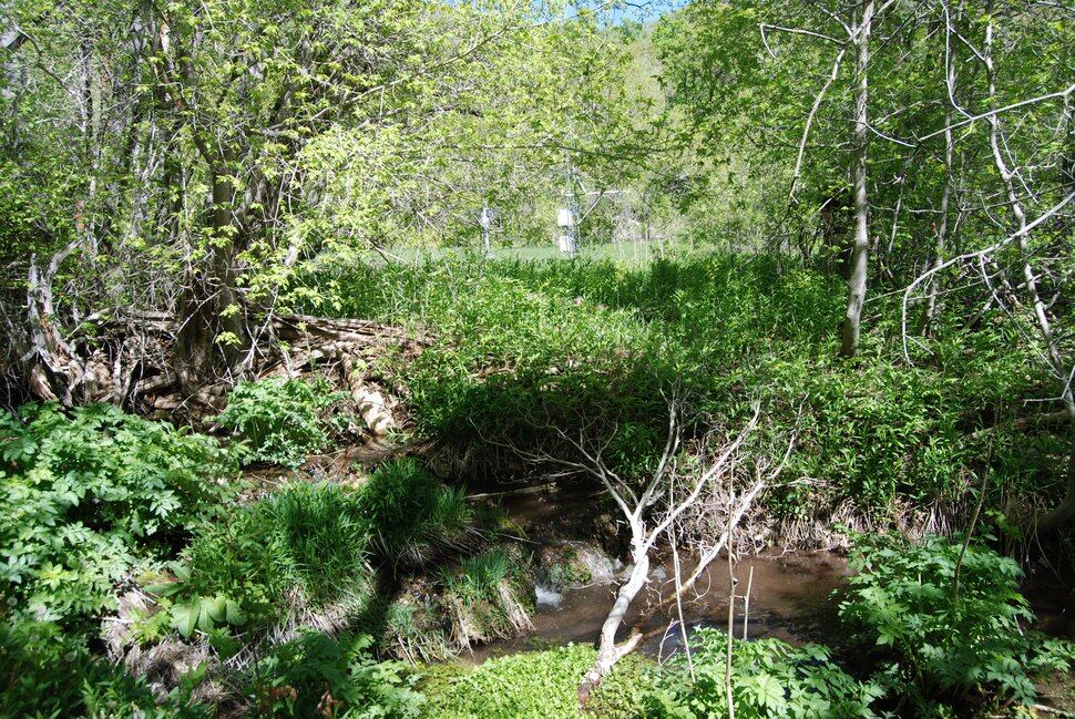 More than 30 years ago, all of Red Butte Canyon’s beavers were killed ...