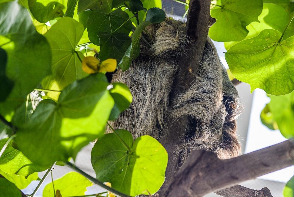 Sloths rescued from deforestation will debut Friday at Draper aquarium ...