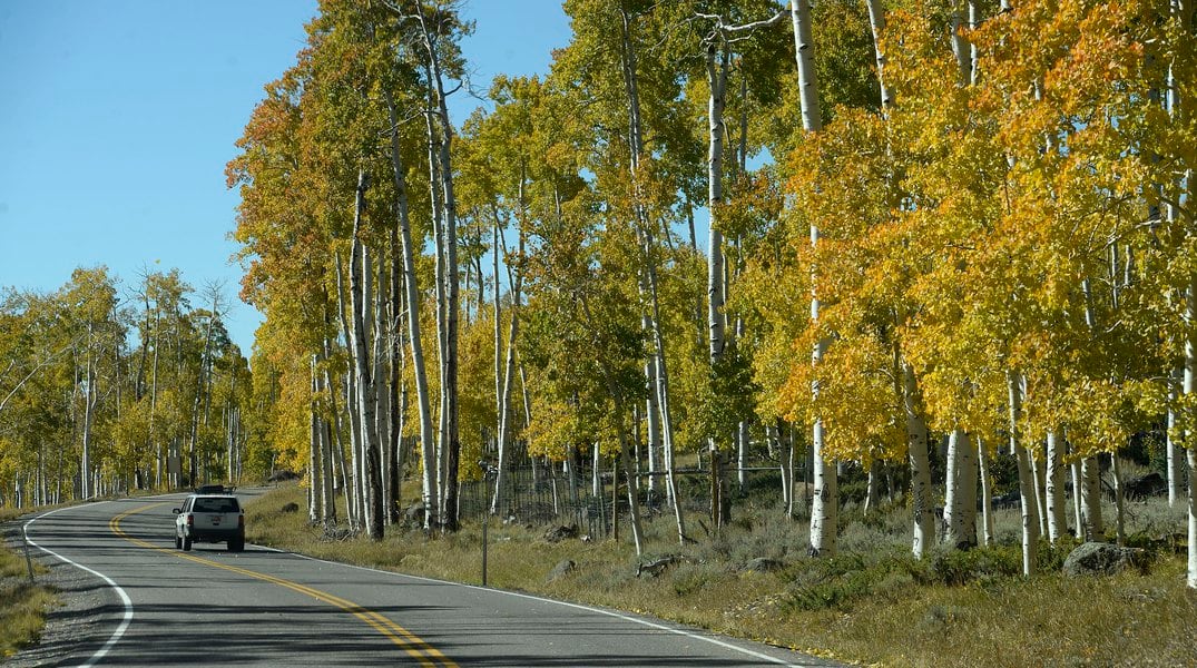 Six ways to take in Utah's amazing Pando aspen grove — the most massive ...