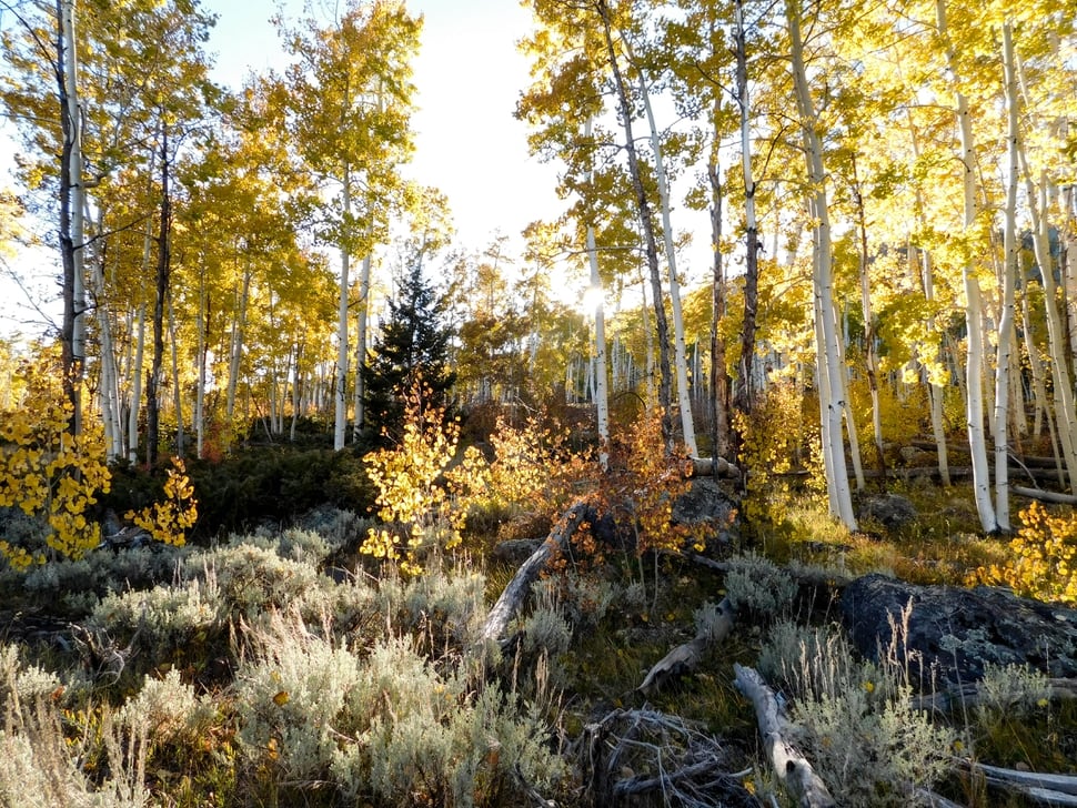 Utah’s Pando aspen grove is the most massive living thing known on ...
