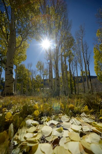 Utah’s Pando aspen grove is the most massive living thing known on ...
