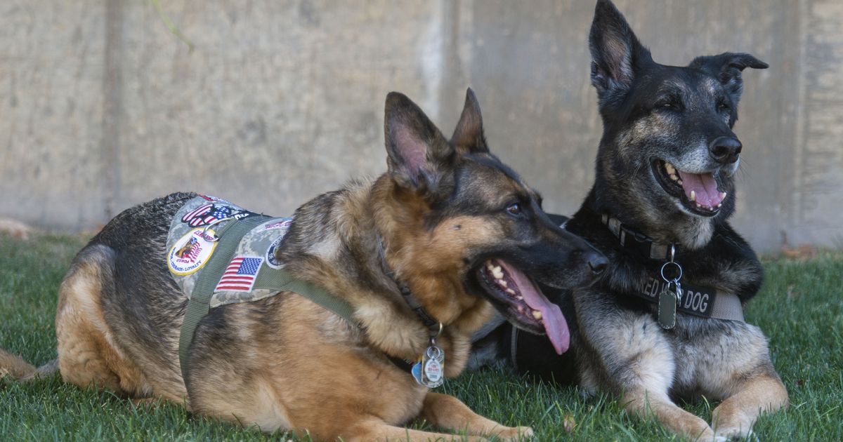 Meet the retired Utah war dogs still saving and healing lives — after ...