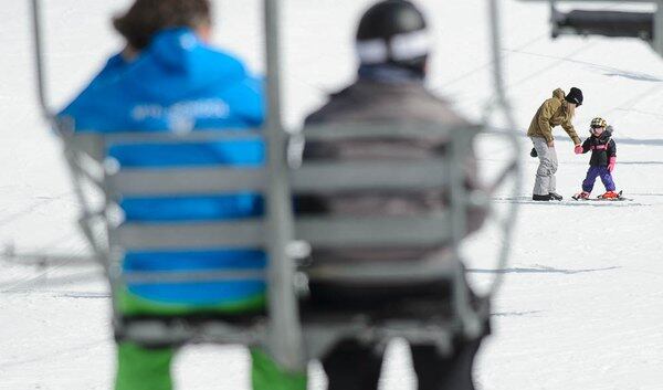 Utah’s Pando aspen grove is the most massive living thing known on ...