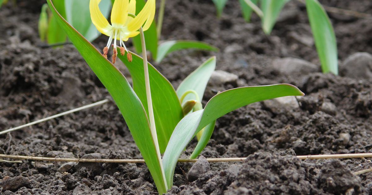 Wasatch wildflower update: Early blooms emerging in low places