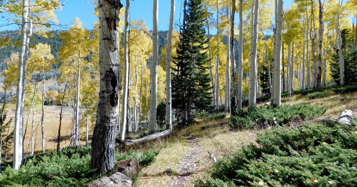 Study finds huge aspen grove continues to decline