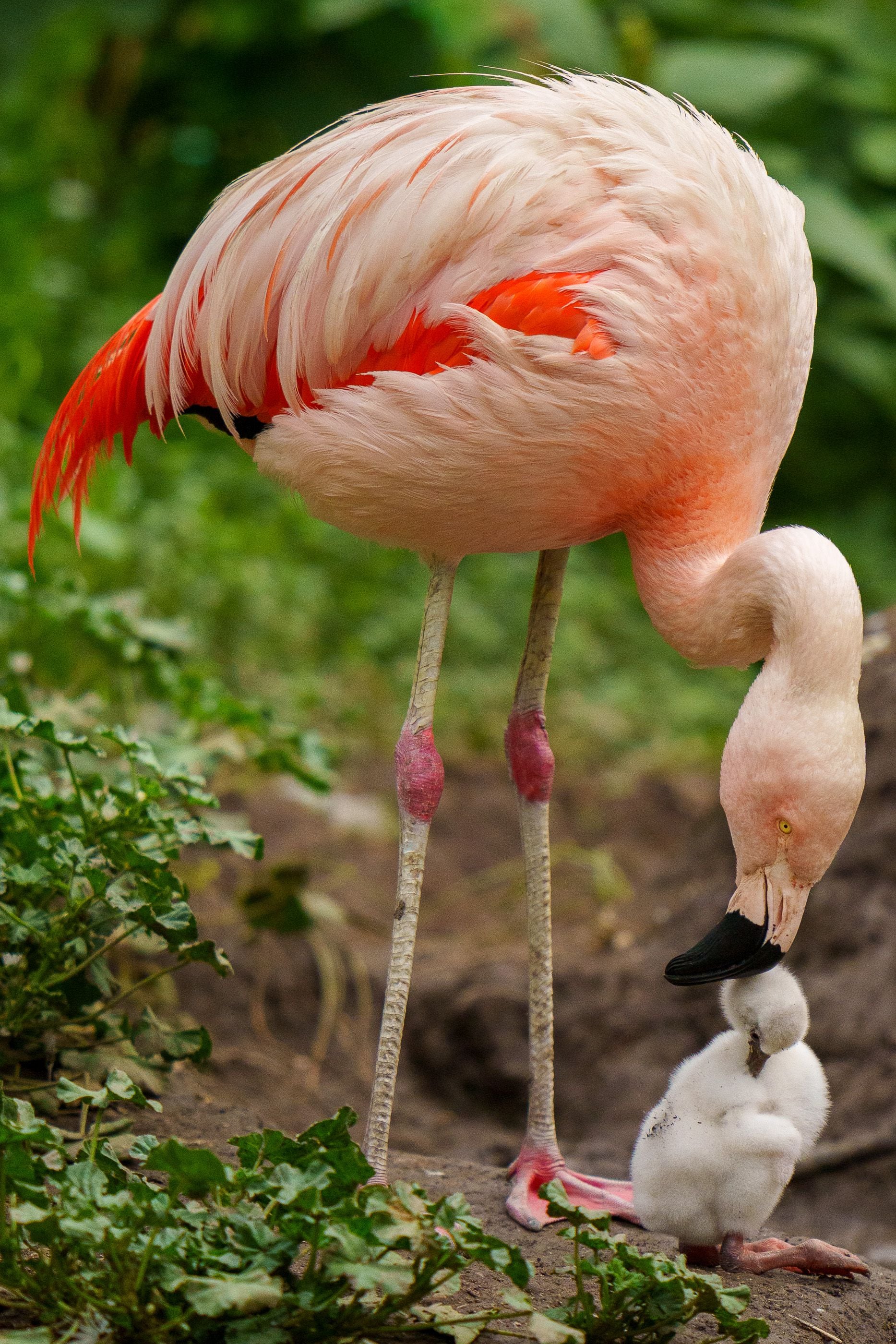 Newborn Flamingo