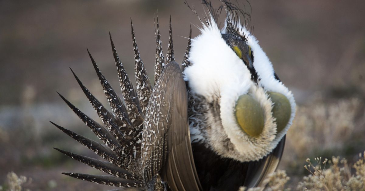 Utah wildlife officials offer chance to see sage grouse on display