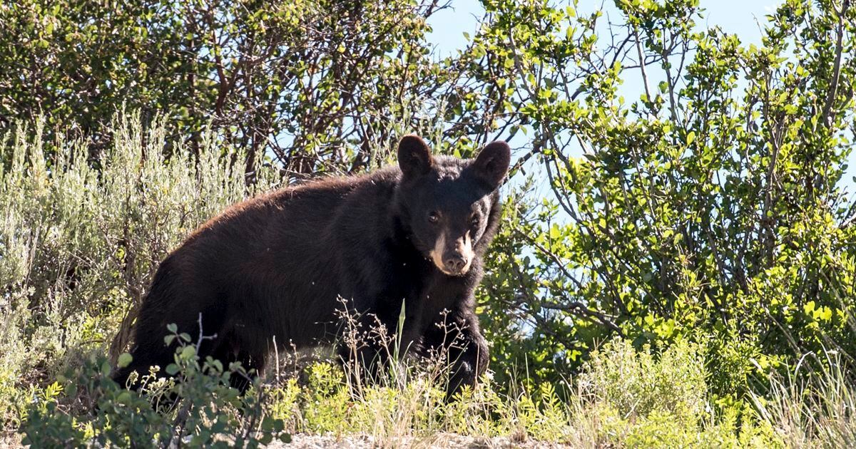 Utah’s bears are out in force this year, so clean up and don’t feed them