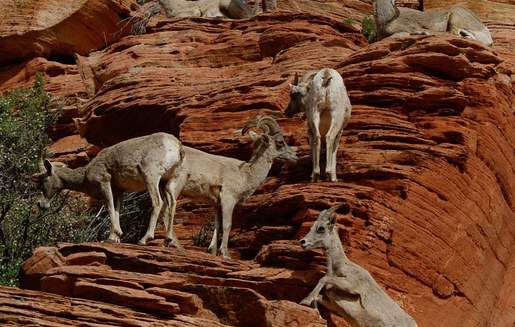 Bighorn Rams Butting Heads