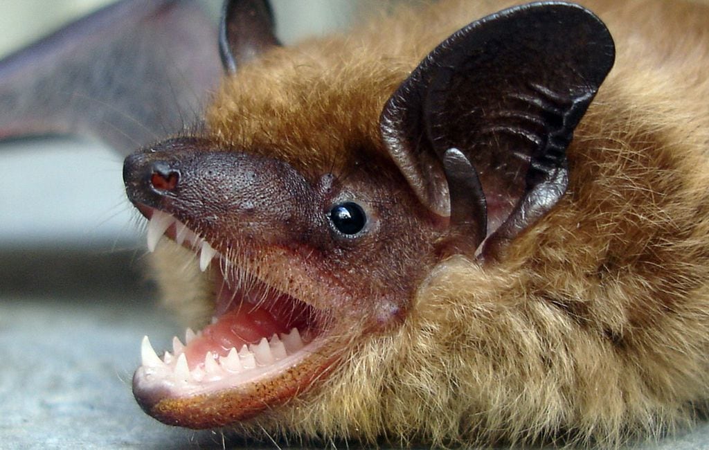 Rabid Bat Foaming