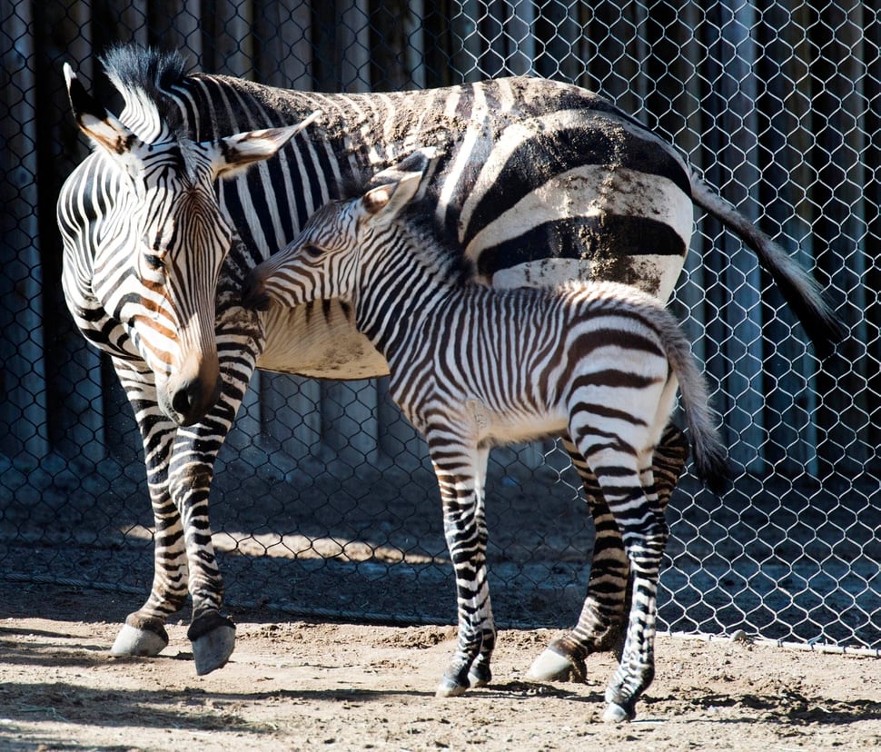 New at the Hogle Zoo — a frisky, 5-day-old zebra and a pair of young ...