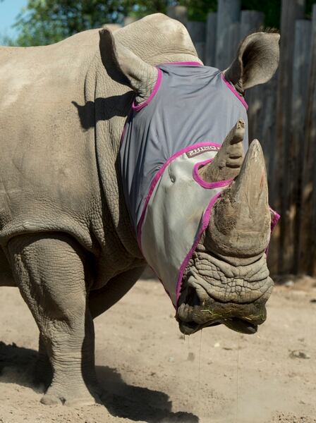 Princess the rhino officially debuts her one-of-a-kind pink fly mask ...