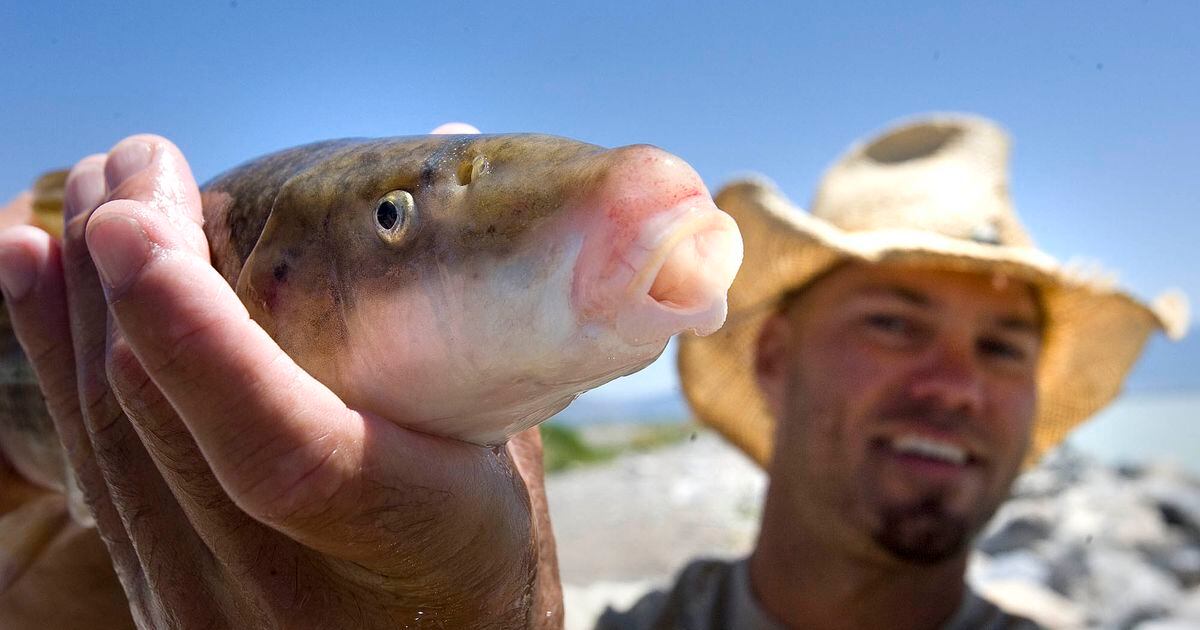 Utah Lake’s endangered June suckers are bouncing back