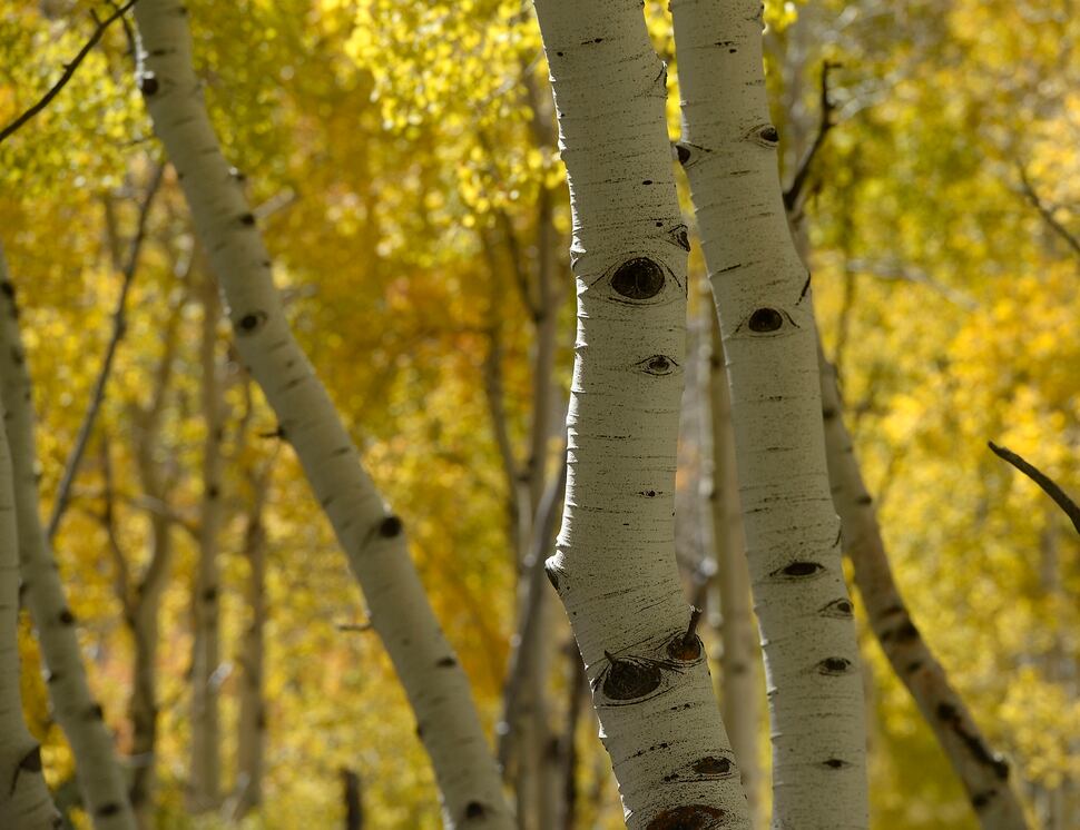 Utah’s Pando aspen grove is the most massive living thing known on ...