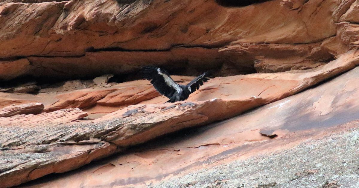 Zion National Park reports first condor chick to leave the nest