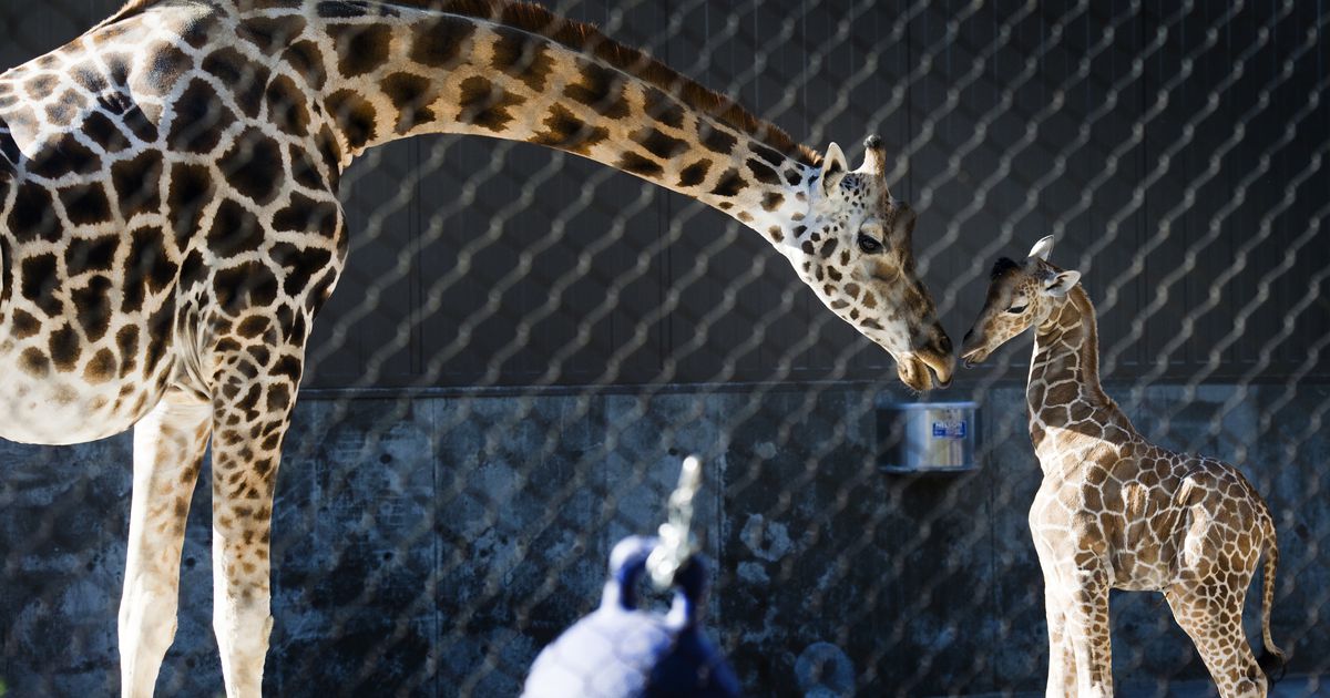 Meet Georgetta the giraffe, the newest 5-foot-tall baby at Utah’s Hogle Zoo