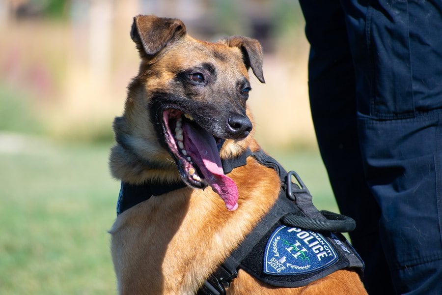 Fugitive and police dog killed in shooting - The Salt Lake Tribune