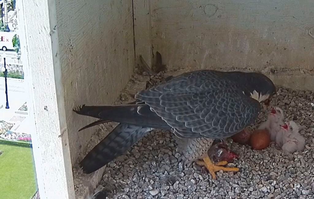 Baby Peregrine Falcon In Nest
