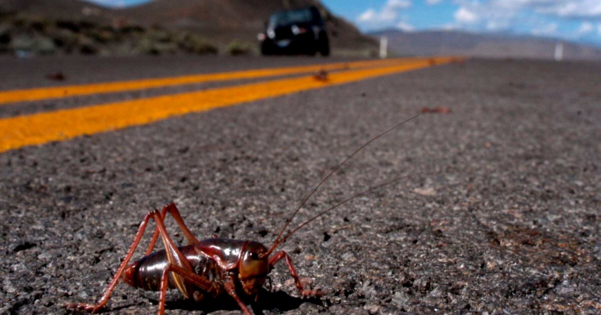 Utah agency helping Oregon town prevent Mormon cricket invasion