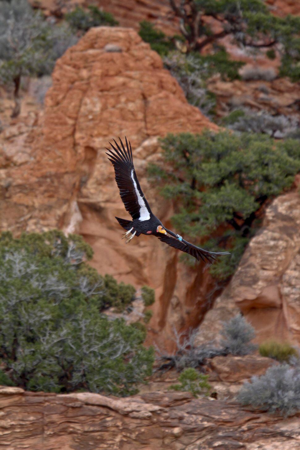 More California condors to be released in northern Arizona at end of ...