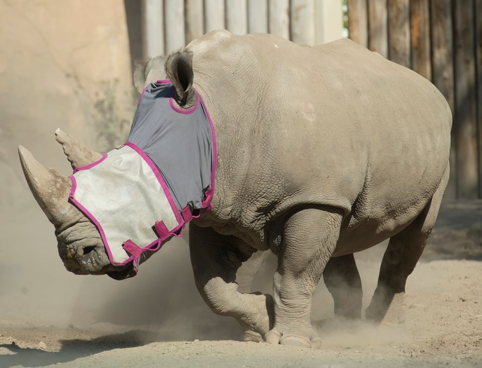 Princess the rhino officially debuts her one-of-a-kind pink fly mask ...