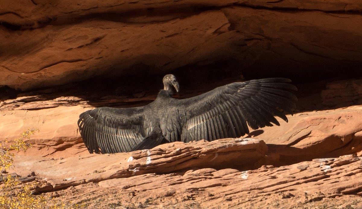 ‘Curious and clumsy and goofy’: Staff and volunteers remember Zion’s ...