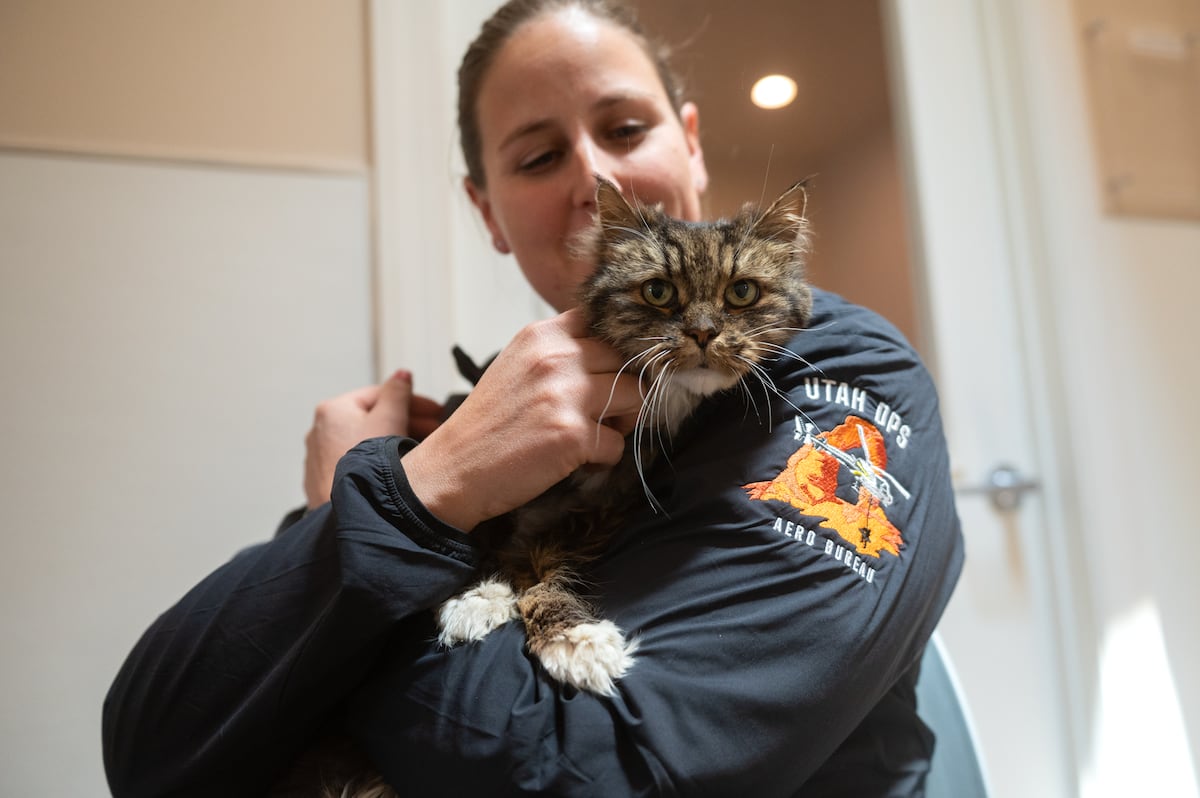 Cat who survived a 380-foot fall is adopted by the Utah pilot who ...