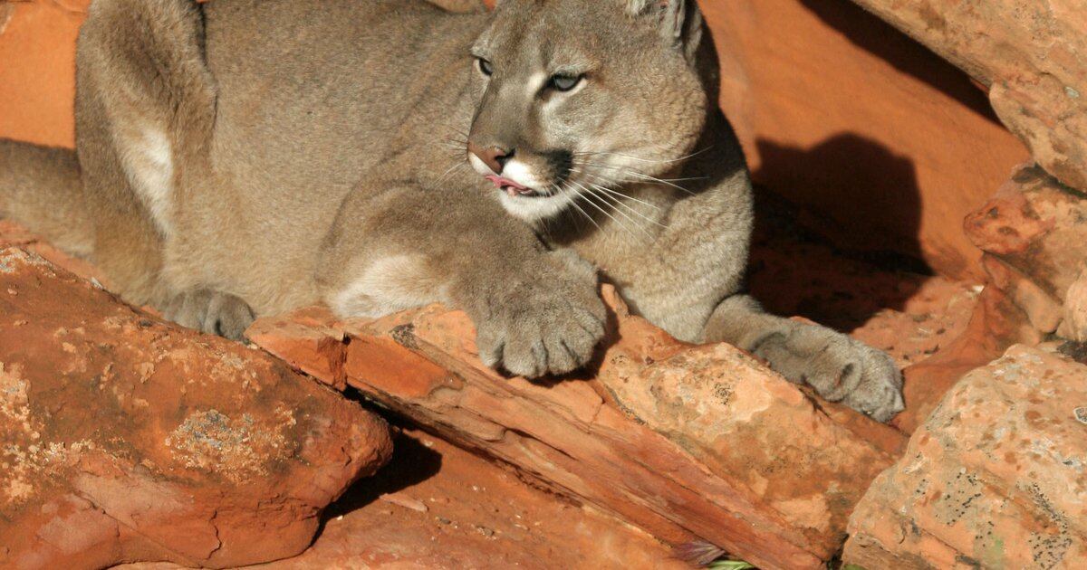 Cougar hunting permits to increase in Utah over the objections of ...
