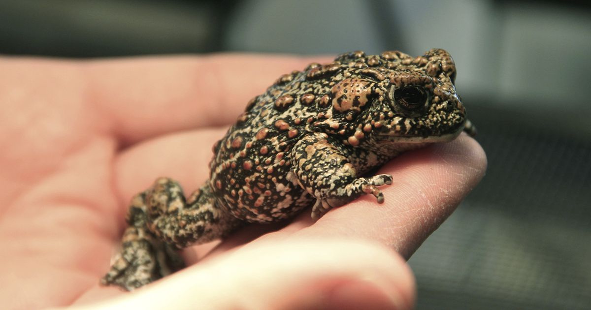 Endangered species listing considered for rare Nevada toad
