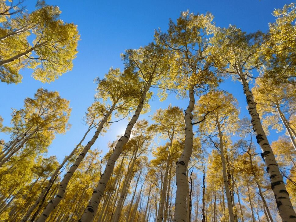 Hike to the Pando overlook for a glimpse of the world's most massive ...