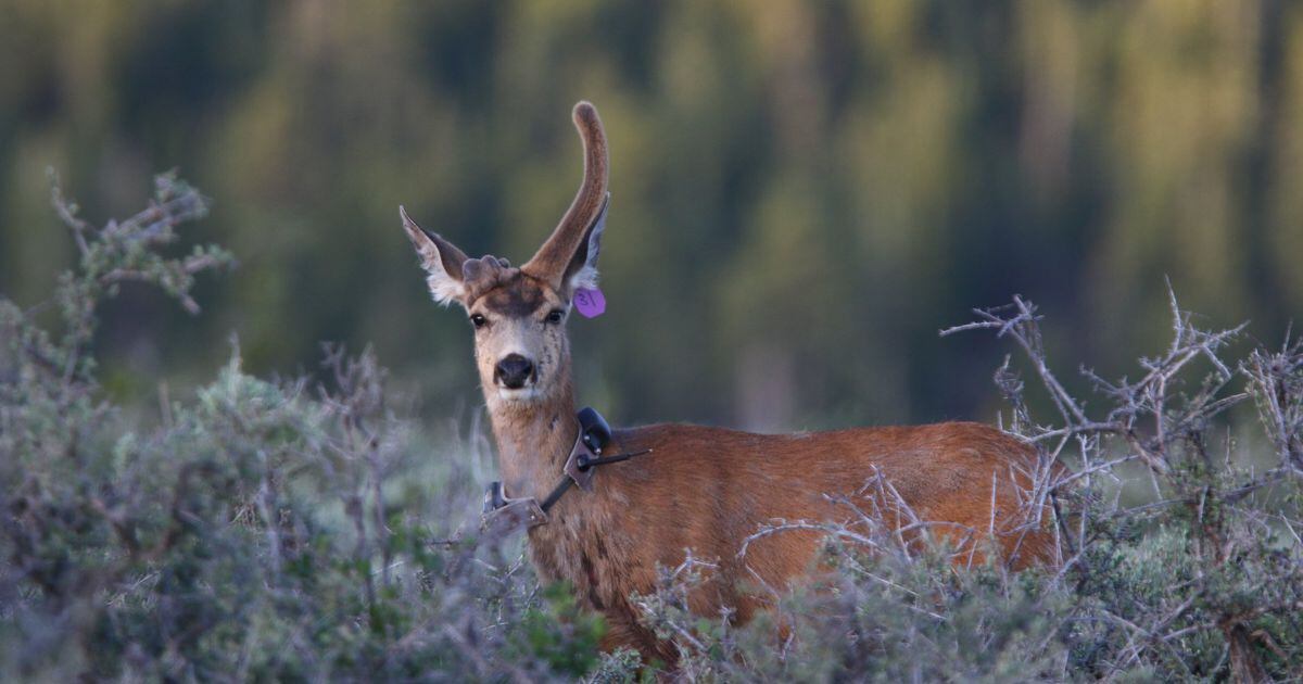 For one Utah deer living in trophy buck country, androgyny may be the ...